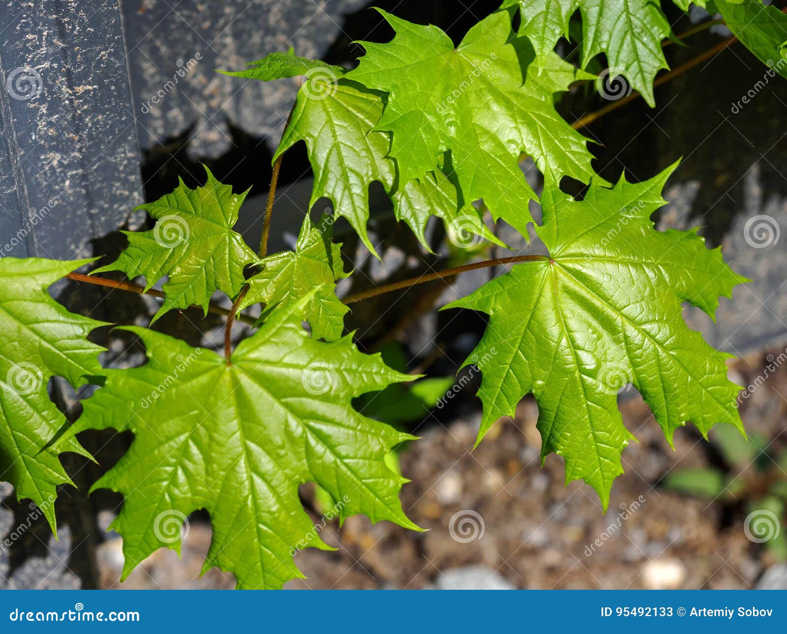 Young Maple Leaves Close-up Stock Image - Image of culture, beam: 95492133