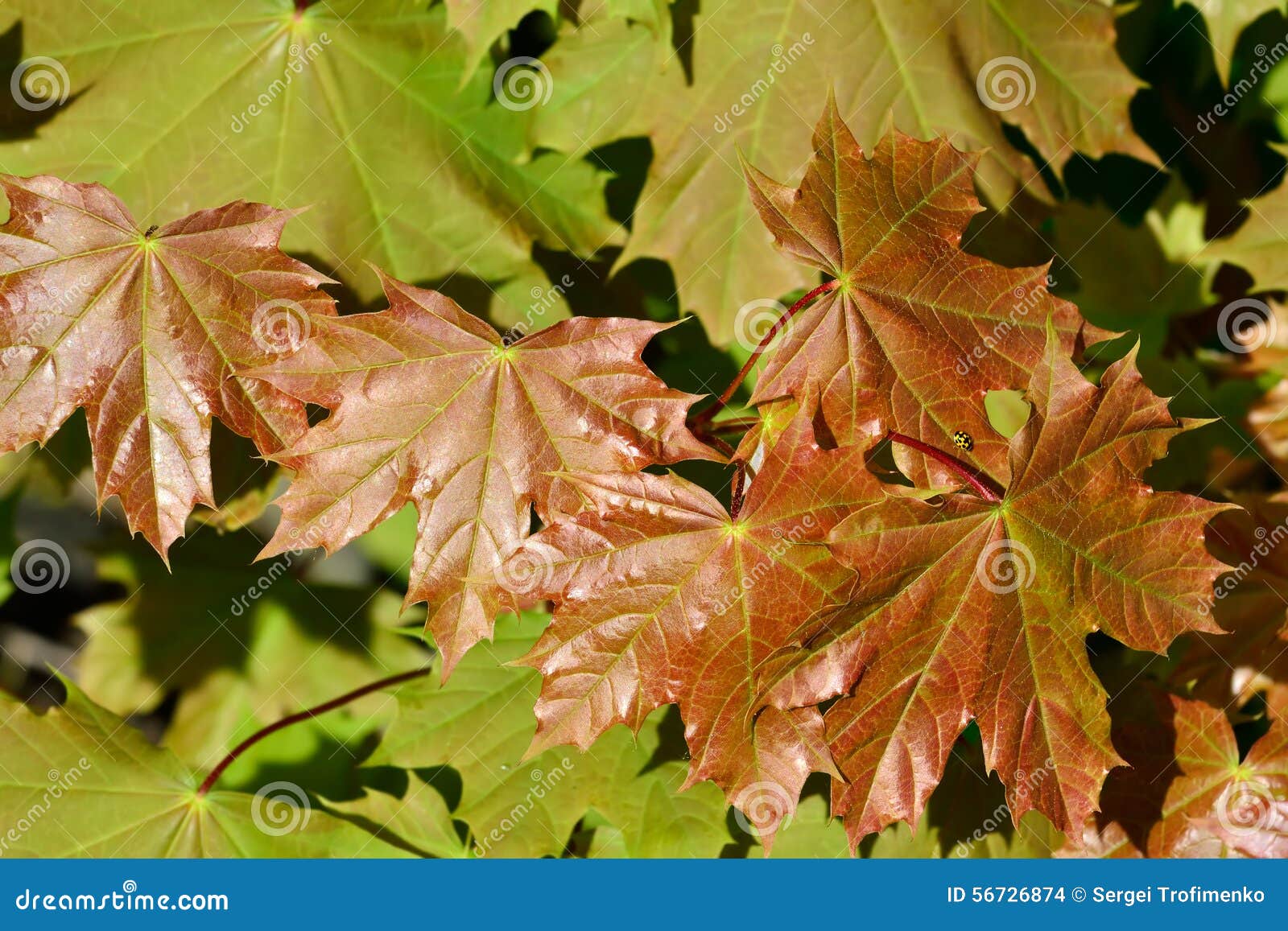 Young Maple leaves stock photo. Image of outdoors, large - 56726874