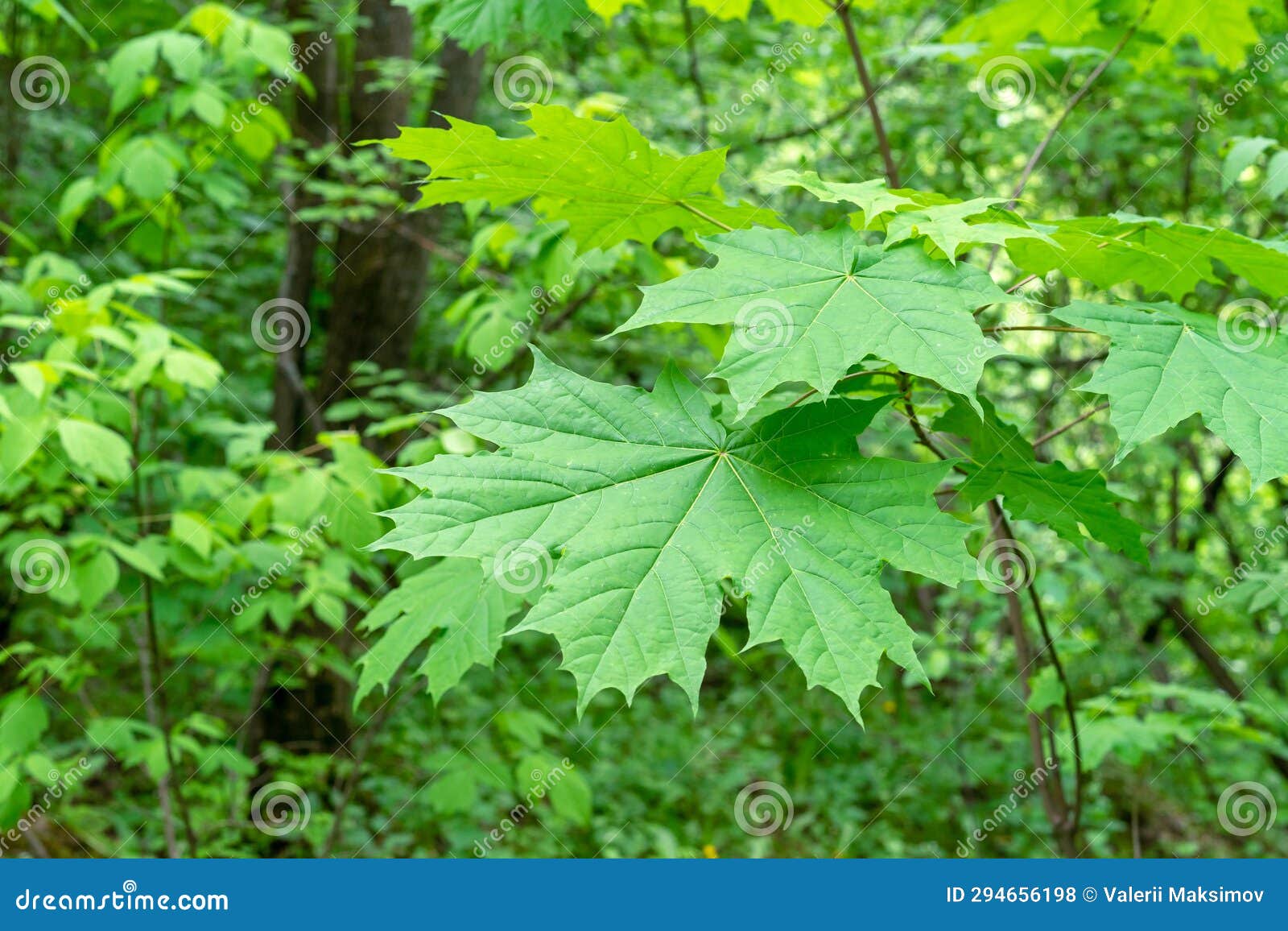 Young Maple Leaves in the Forest. Maple Trees at the Beginning of ...