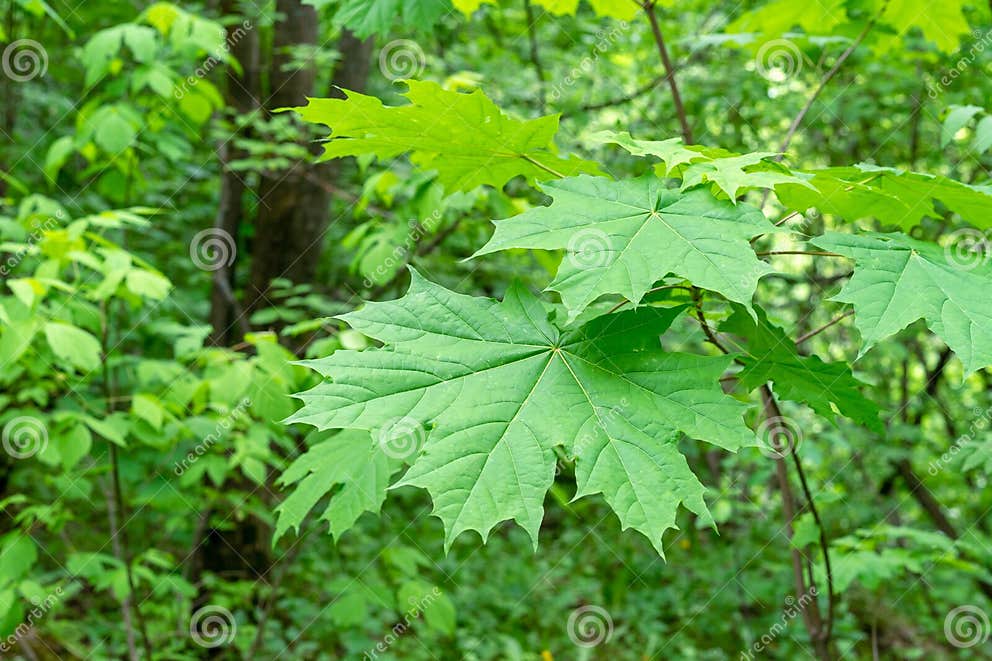 Young Maple Leaves in the Forest. Maple Trees at the Beginning of ...