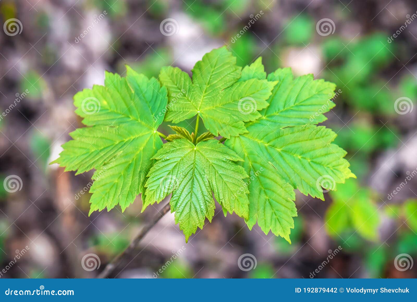 Young maple leaves stock photo. Image of beams, maple - 192879442