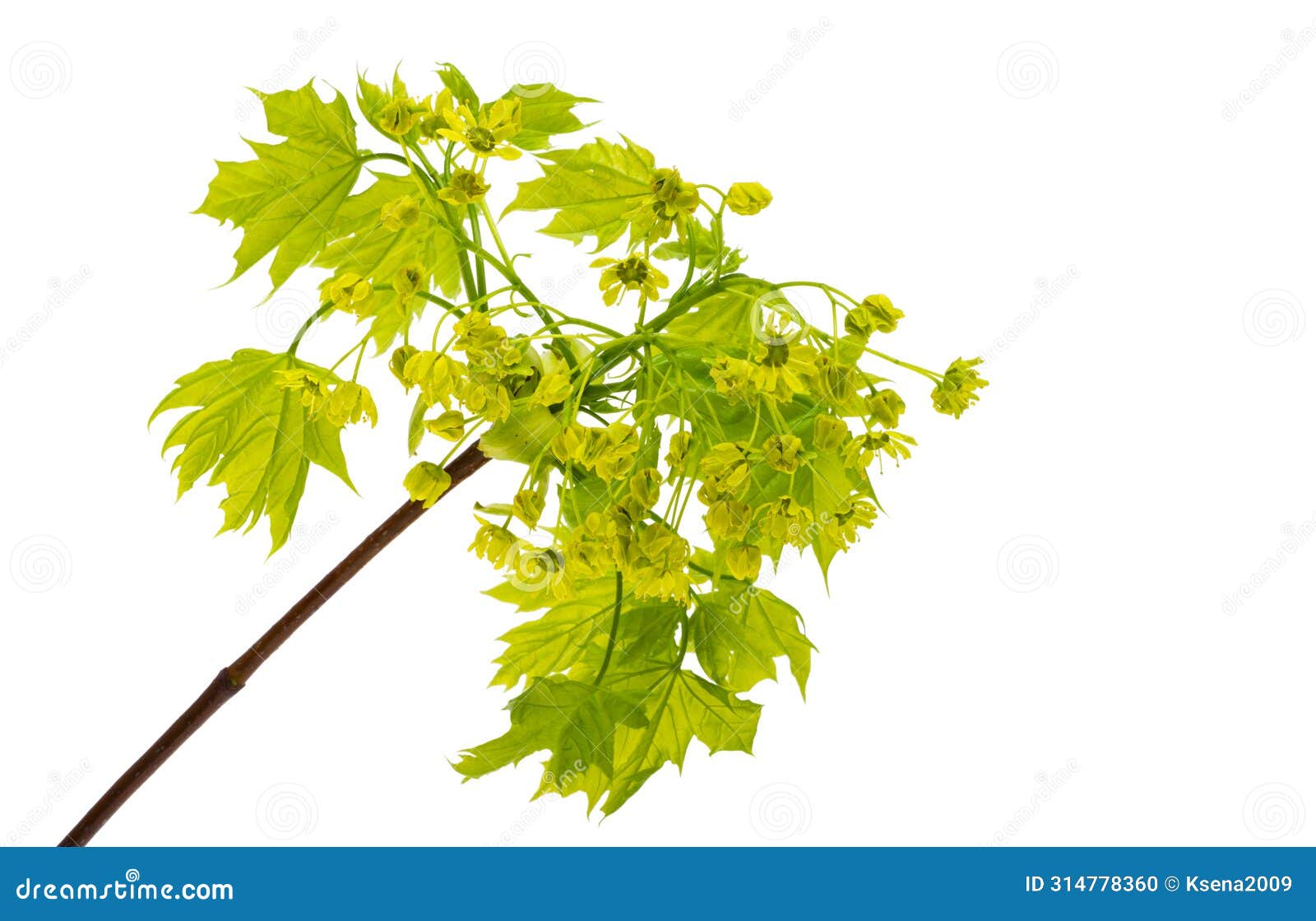Young Maple Leaves Isolated Stock Photo - Image of tree, white: 314778360