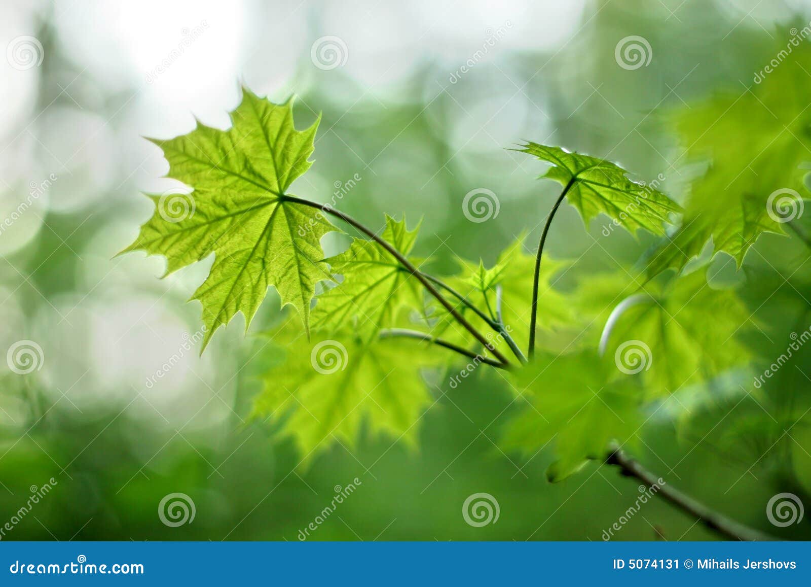 Young Maple Leaves with Narrow DOF Stock Image - Image of jagged, green ...