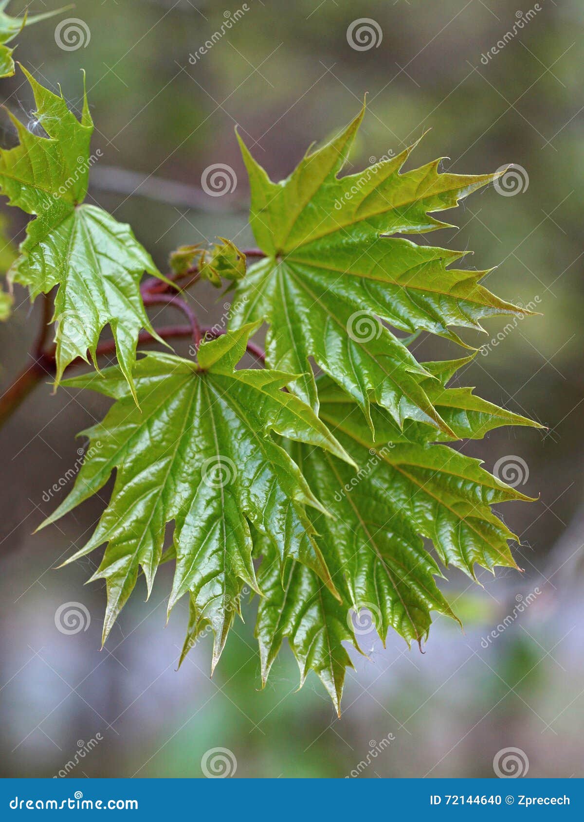 Young maple leaves stock photo. Image of nature, young - 72144640