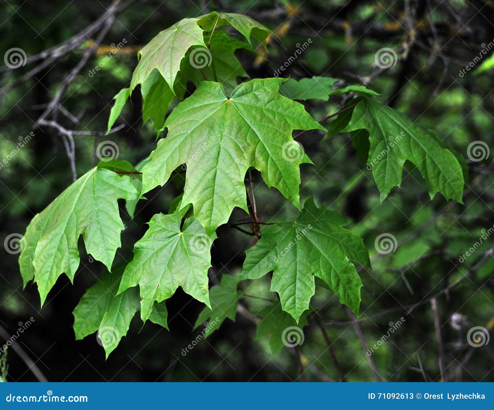 Young maple leaves stock image. Image of green, maple - 71092613