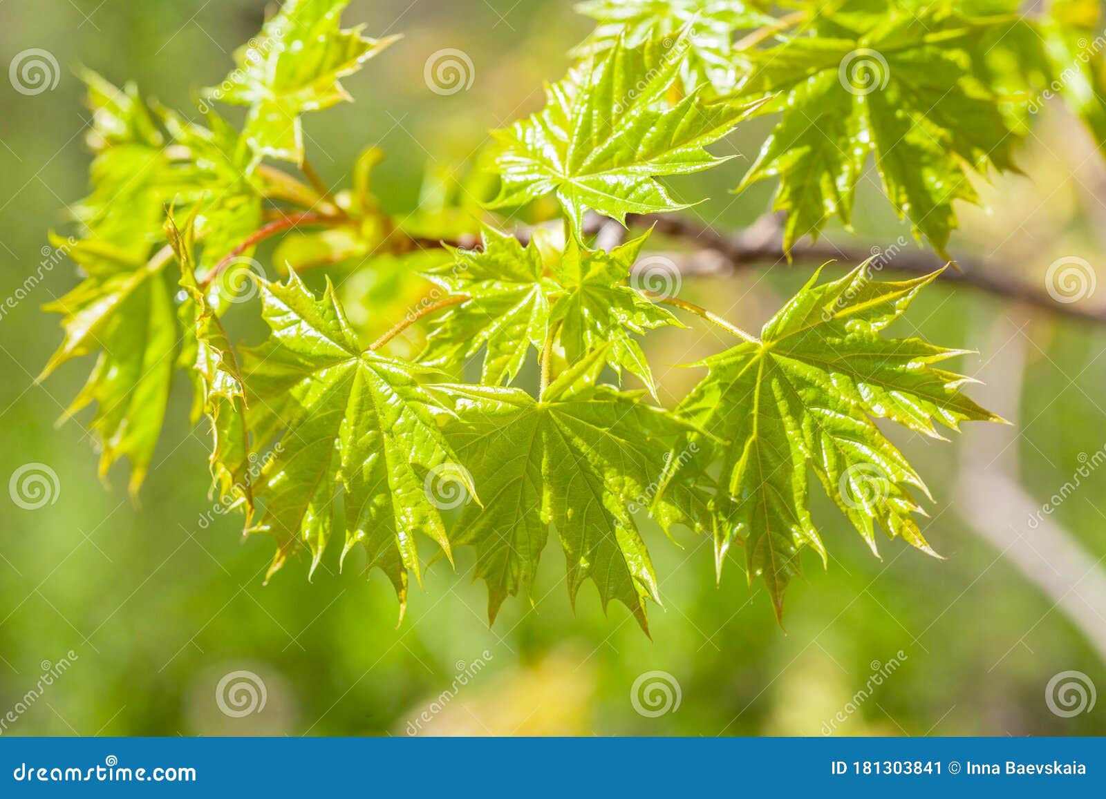 Young Maple Leaves in the Sunlight Stock Image - Image of color, bright ...