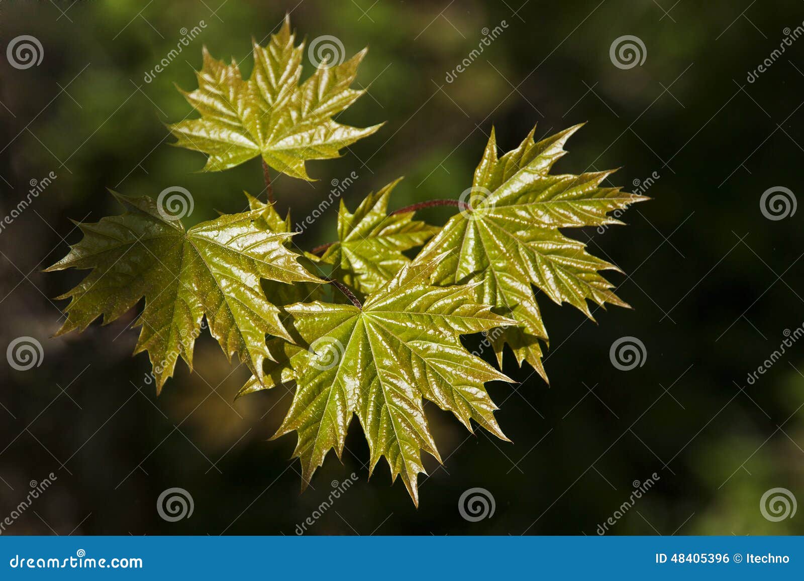 Young maple leaves stock photo. Image of light, summer - 48405396