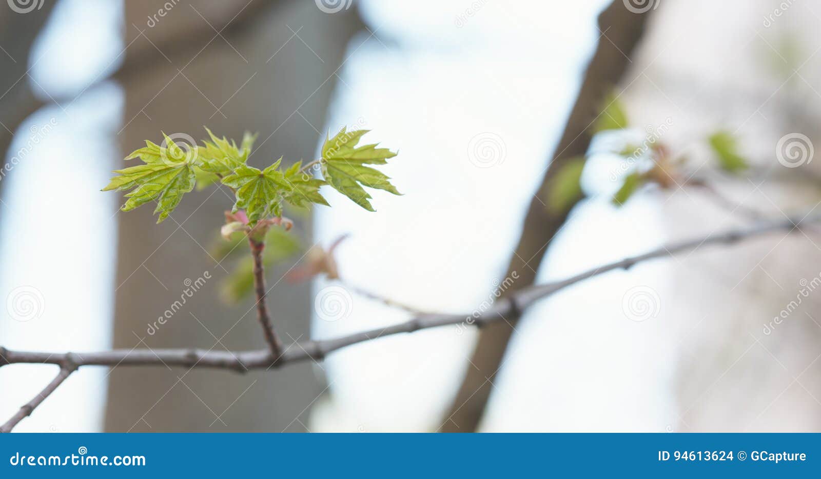 Young Maple Leaves in Warm Spring Sunlight Stock Photo - Image of fresh ...