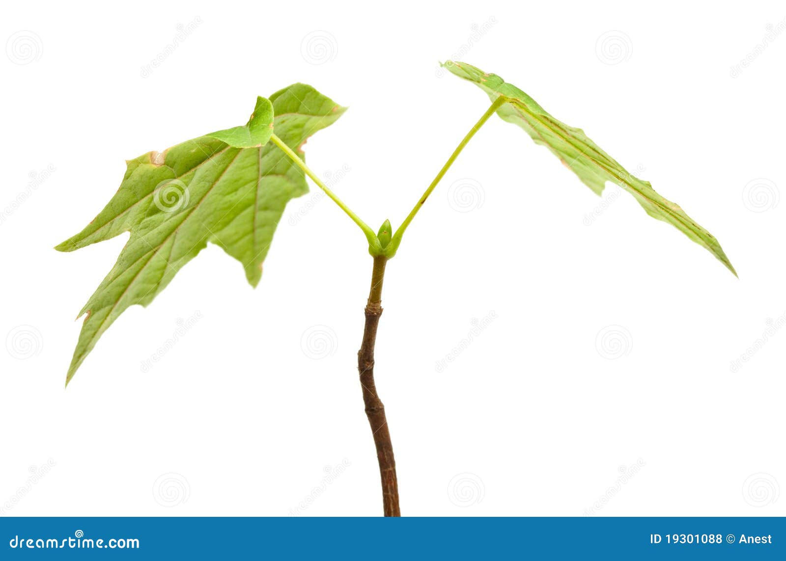 Young maple shoot stock photo. Image of object, small - 19301088