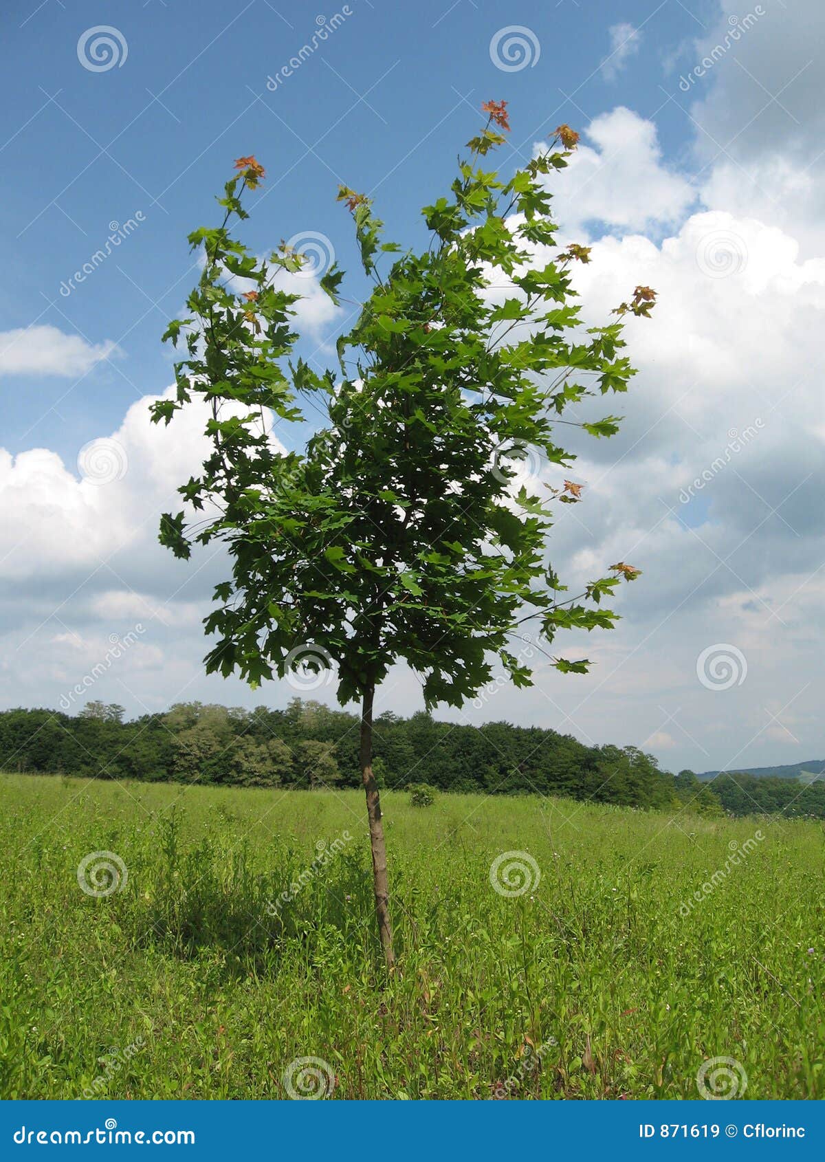 Young maple tree stock image. Image of green, forest, wild - 871619