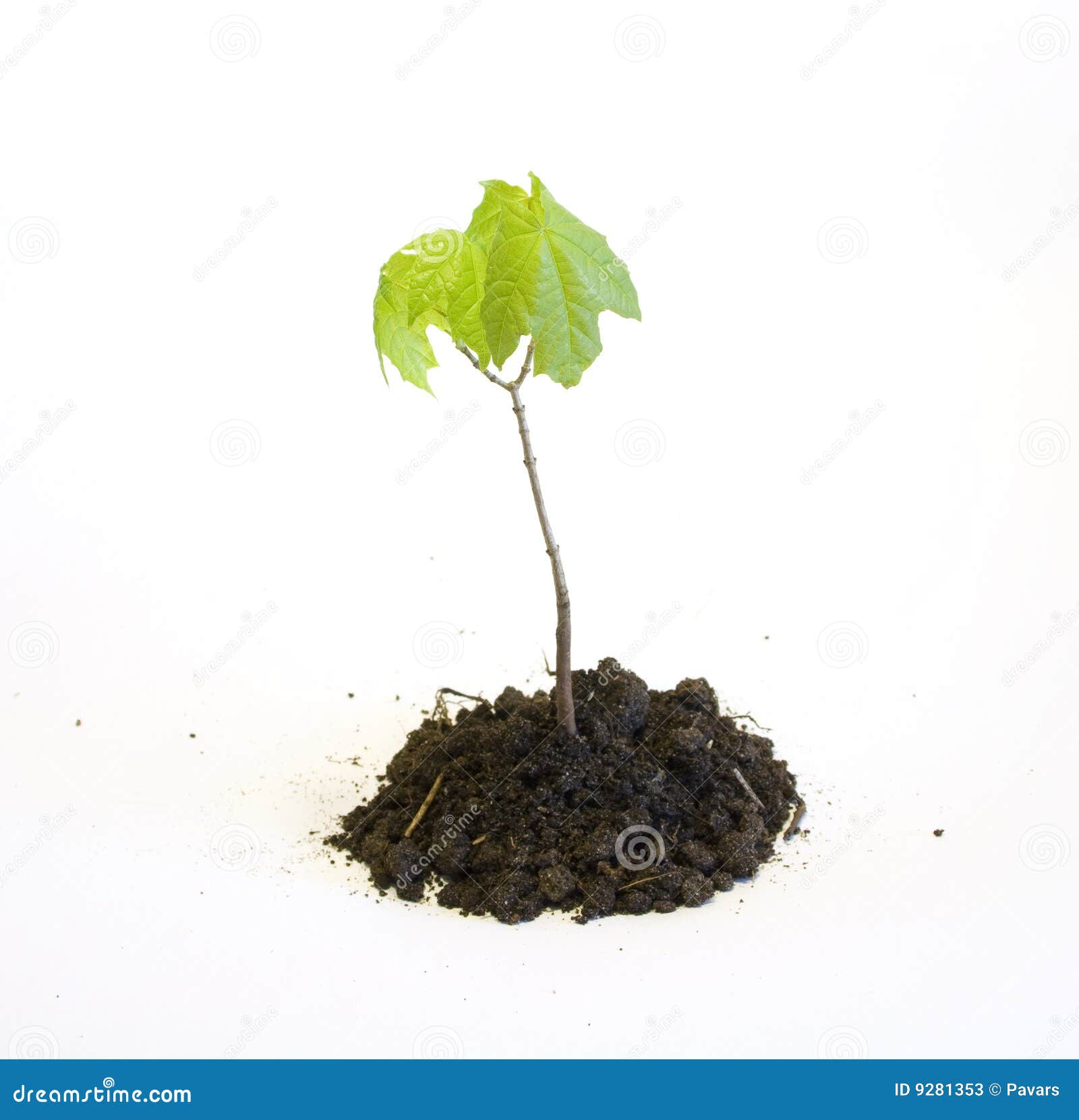 Young maple tree stock image. Image of botany, greenery - 9281353