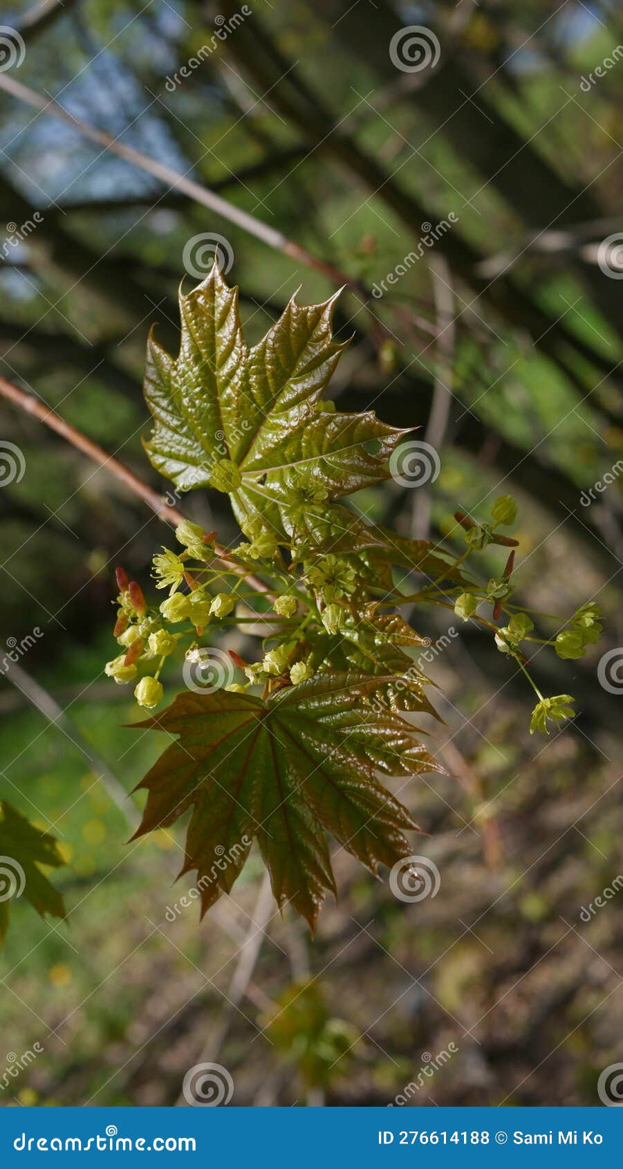 Close-up of a Young Maple Tree in April Stock Photo - Image of fresh ...