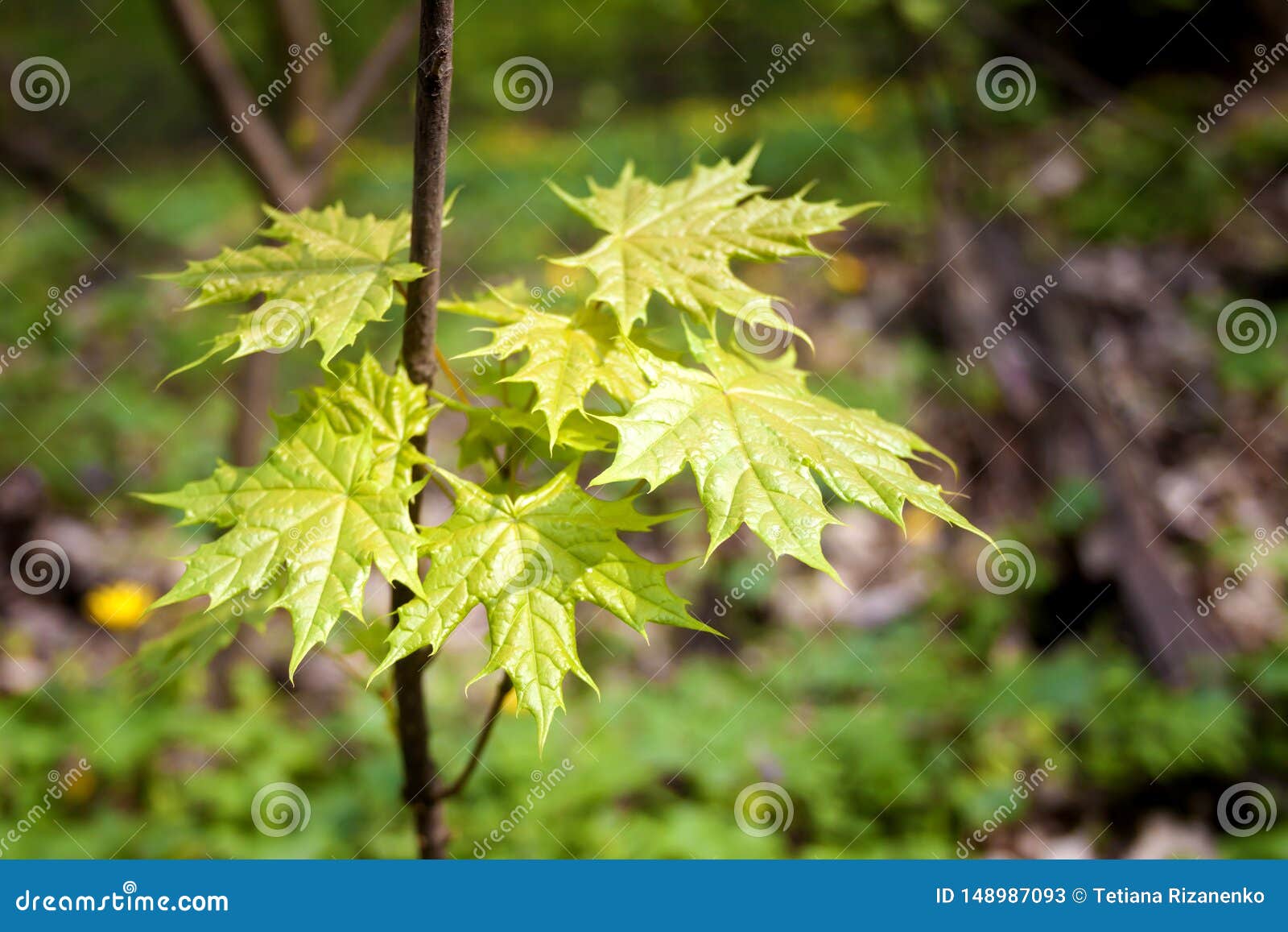 Young Maple Tree Closeup on Green Spring Forest Background Stock Image ...