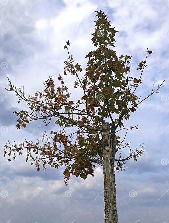 Young maple tree is dying stock image. Image of climate - 125548825