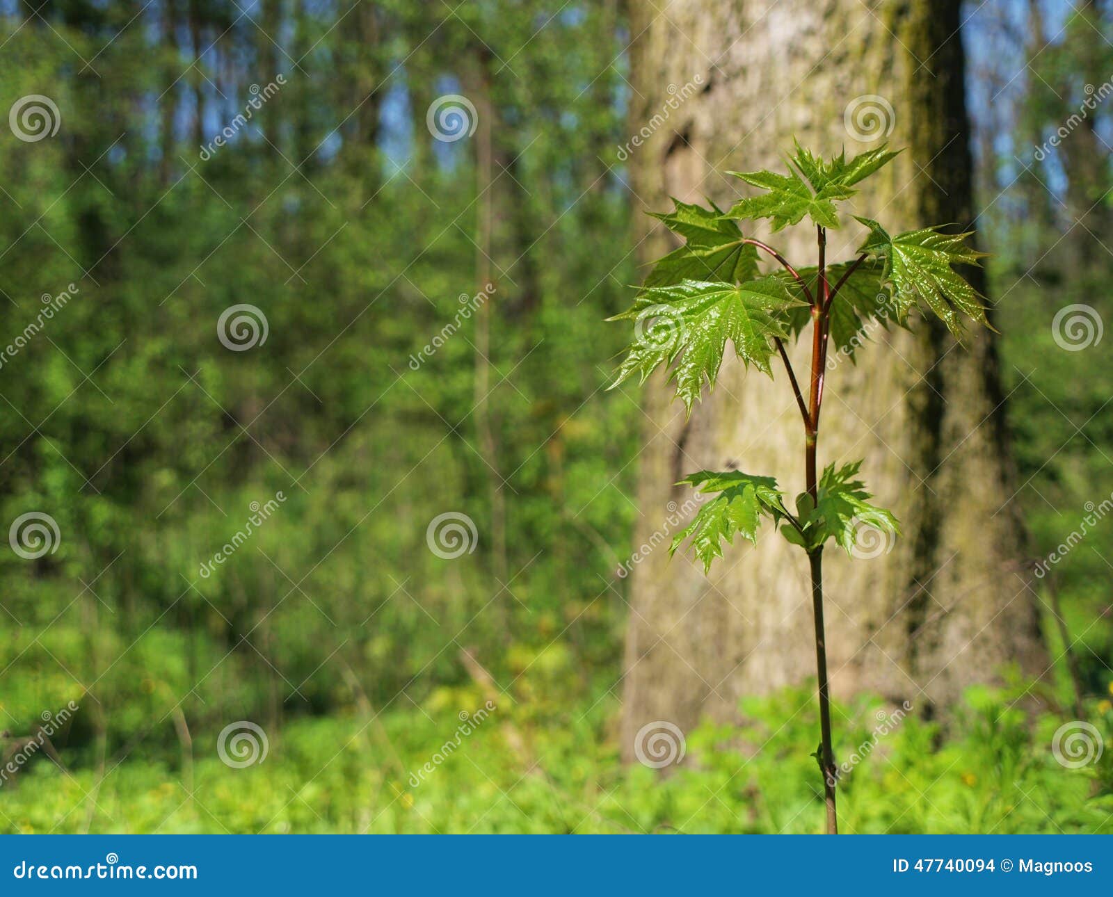 Young Maple Tree in the Forest Stock Photo - Image of macro, growth ...