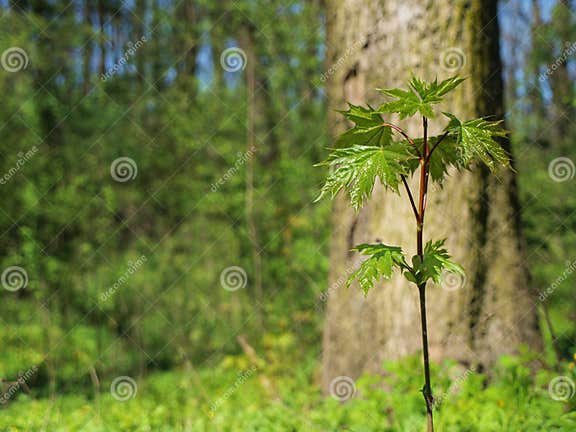 Young Maple Tree in the Forest Stock Photo - Image of macro, growth ...