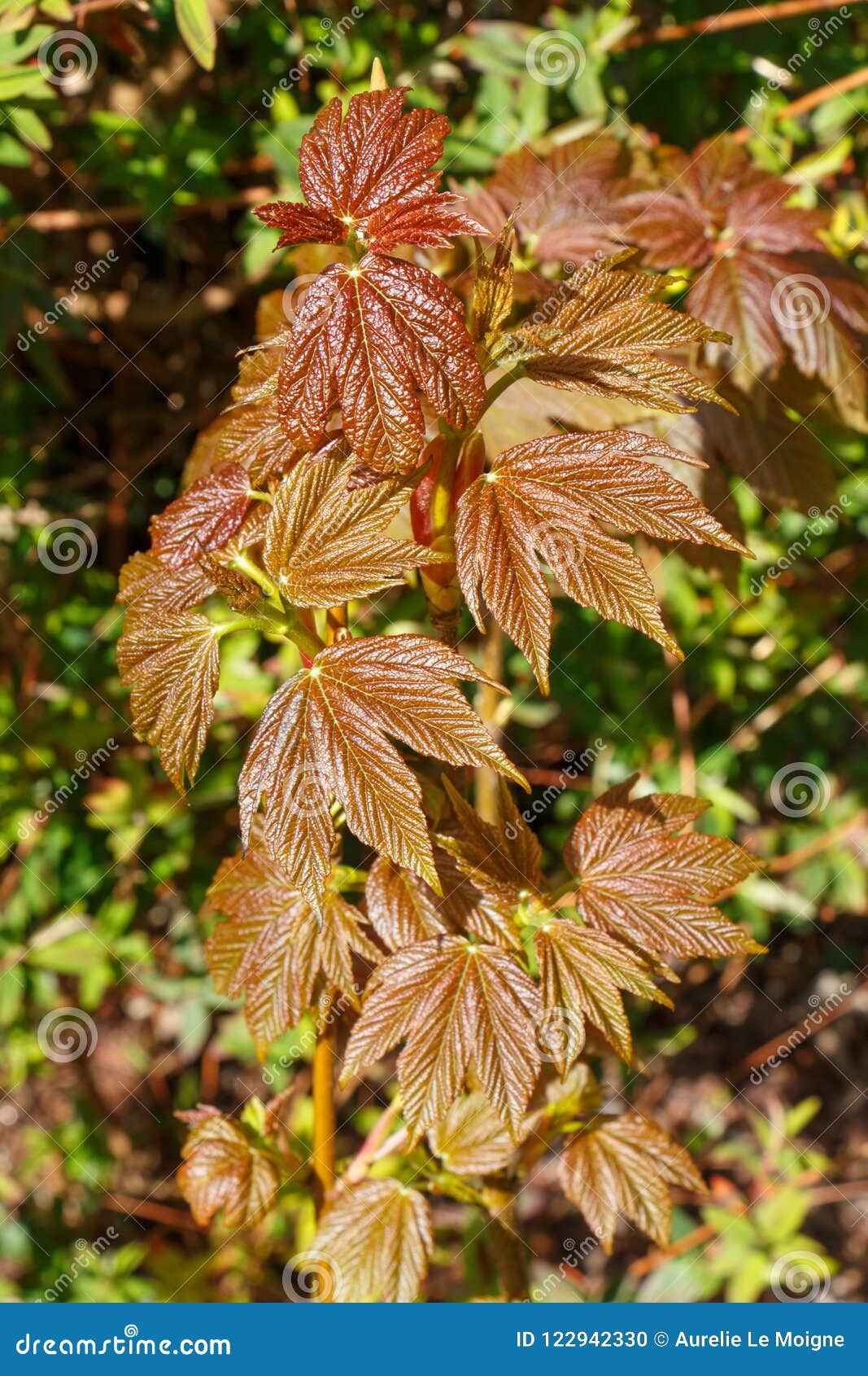 Young Maple Tree in a Garden Stock Photo - Image of brown, tree: 122942330