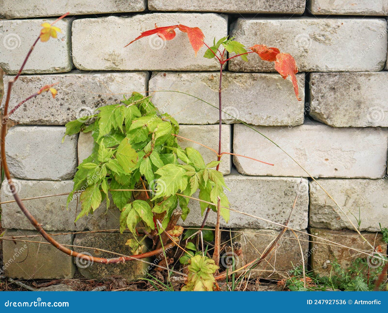 Young Maple Tree with Light Green Spring Leaves on White Brick Wall ...