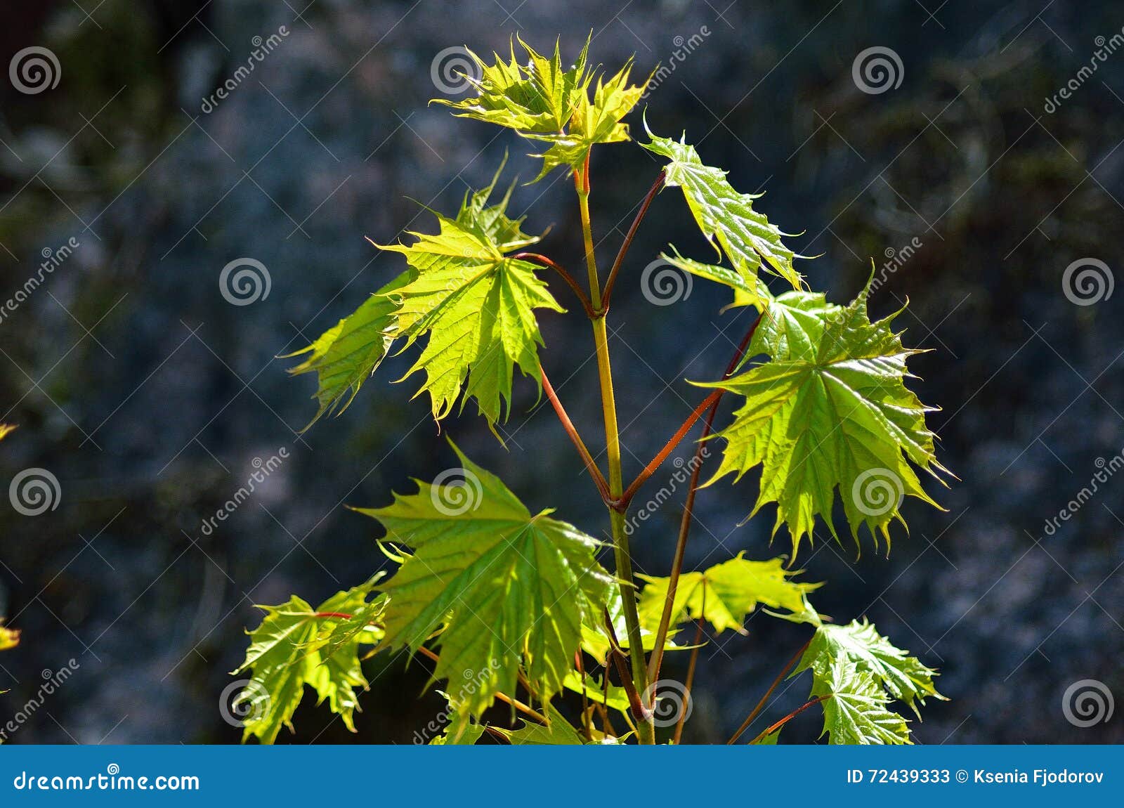 Young maple tree. stock image. Image of young, wild, swedish - 72439333
