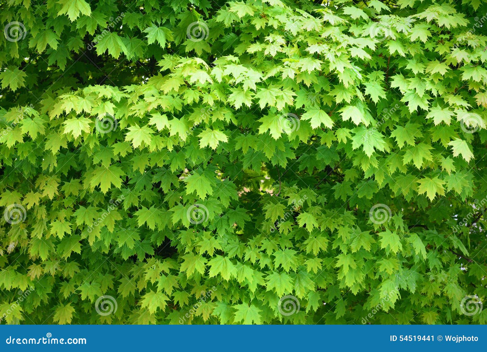 Young Maple Tree Leaves Growing in Spring Stock Image - Image of green ...