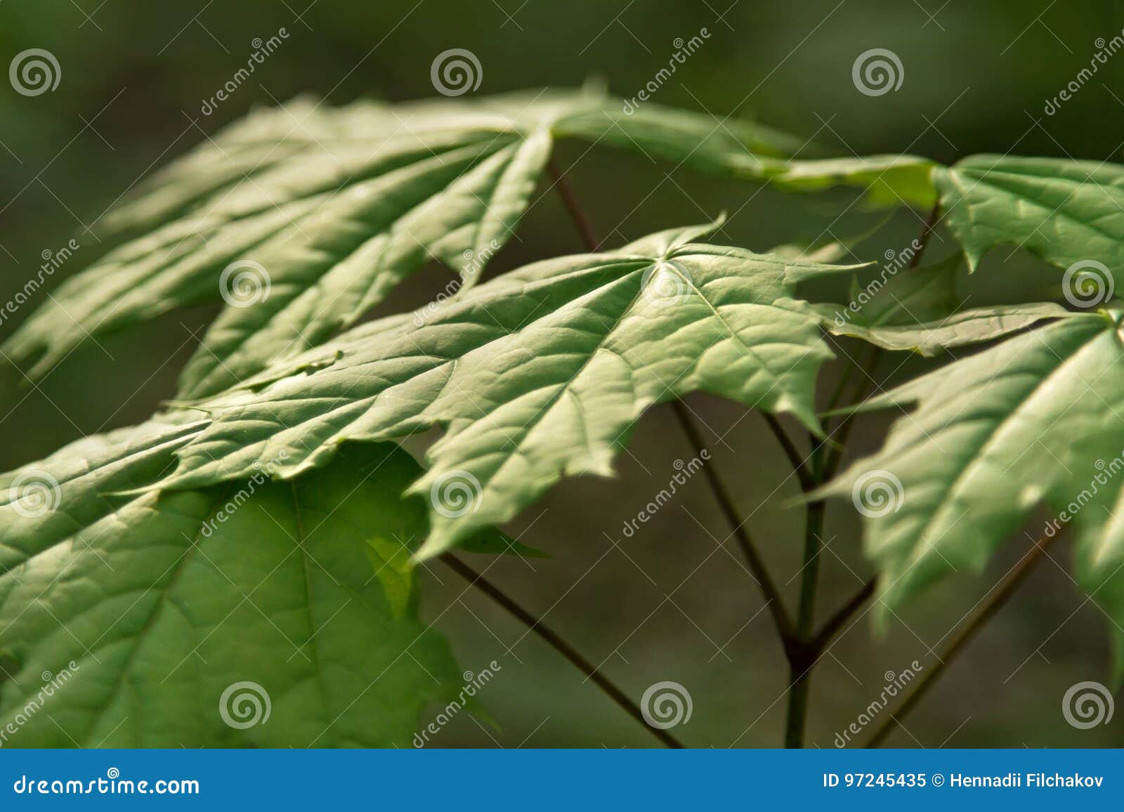 Young maple tree stock image. Image of nature, flora - 97245435