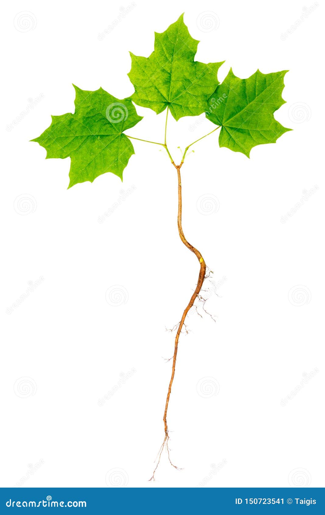 Young Maple Tree with Roots Stock Image - Image of maple, flora: 150723541