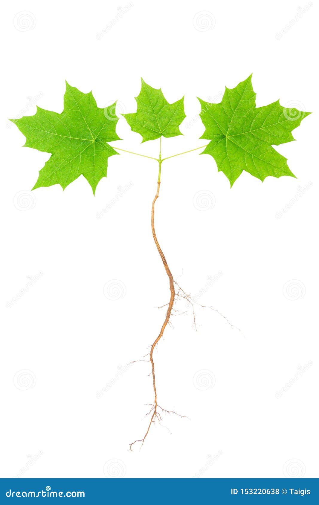 Young Maple Tree with Roots Stock Photo - Image of roots, icon: 153220638