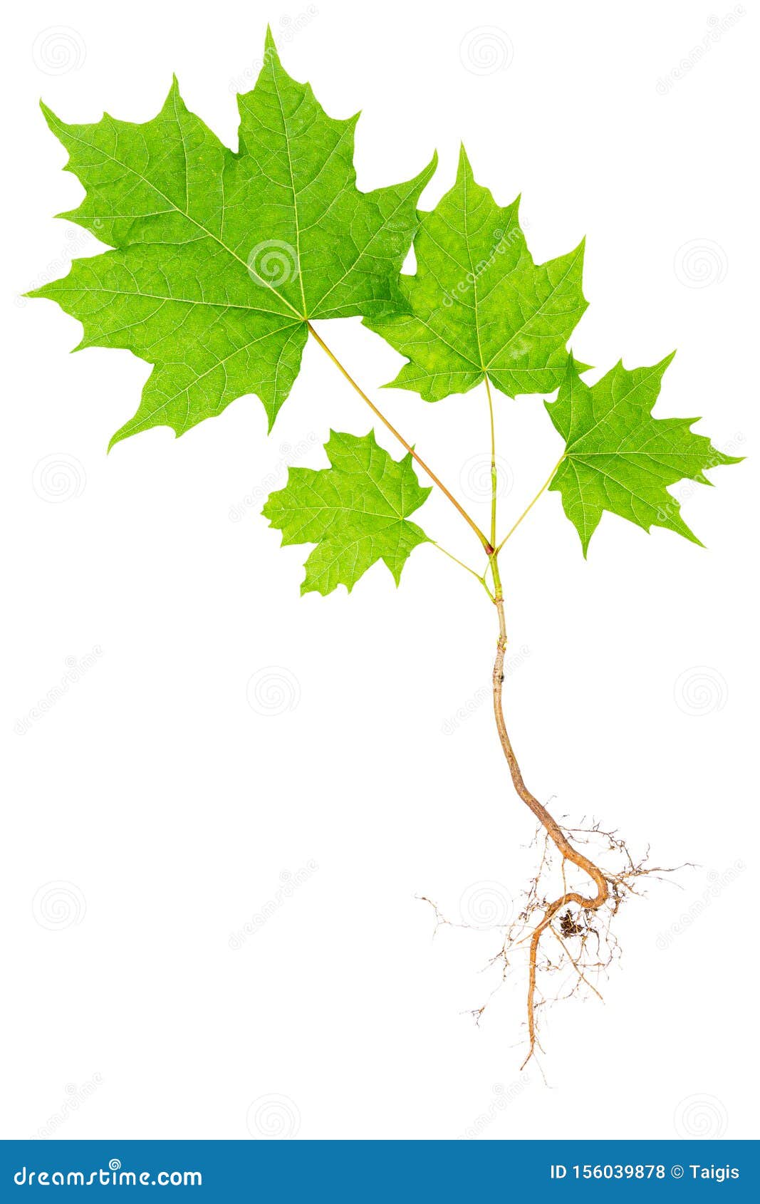 Young Maple Tree with Roots Stock Photo - Image of isolated, organic ...