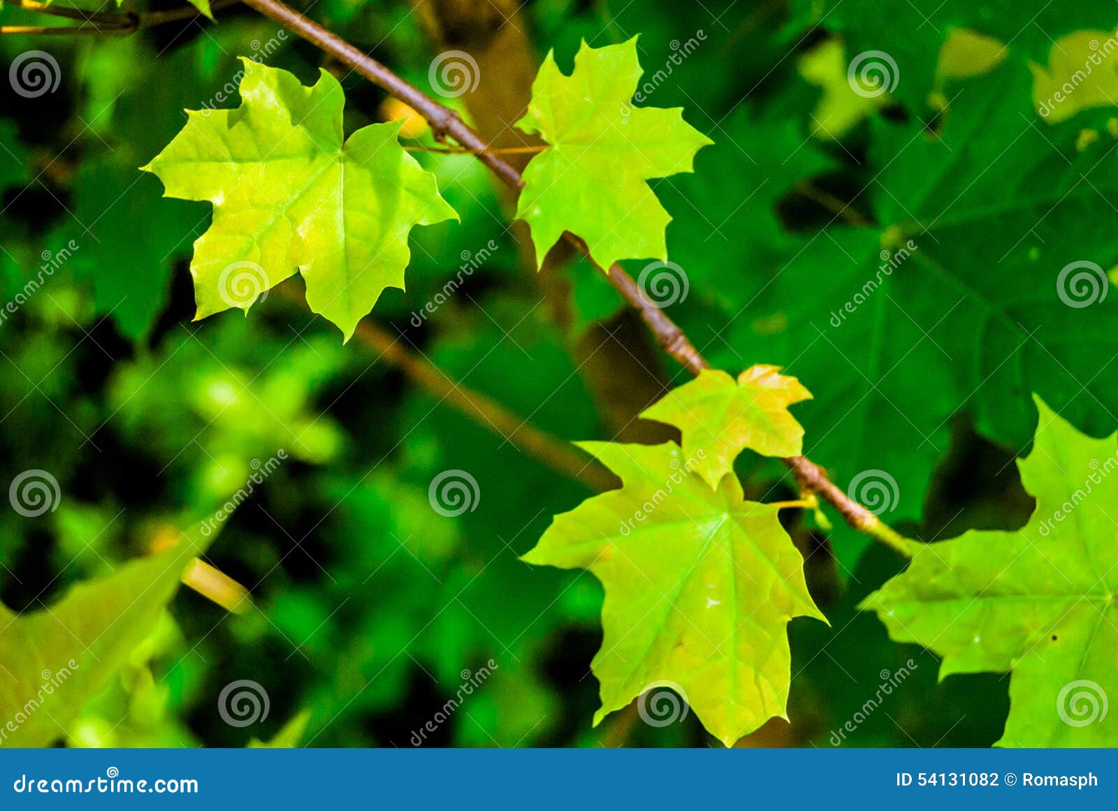 Young maple tree stock photo. Image of fresh, desert - 54131082