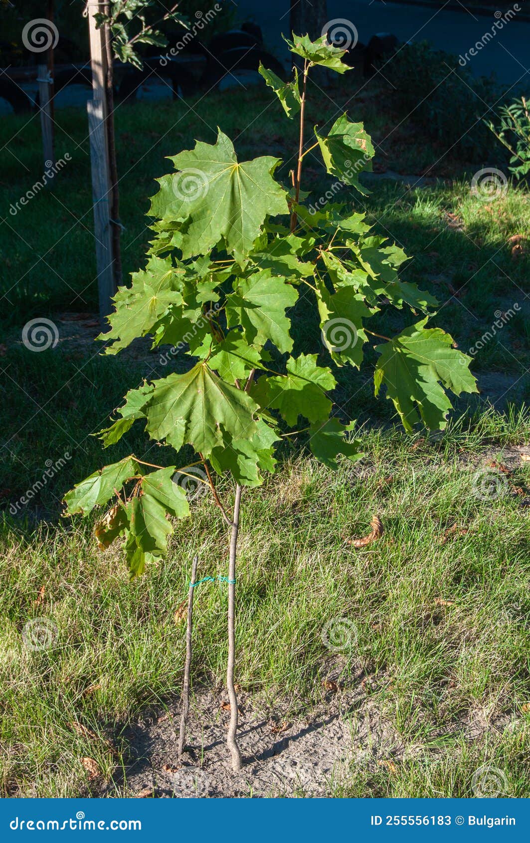 Young maple tree stock image. Image of colored, fall - 255556183