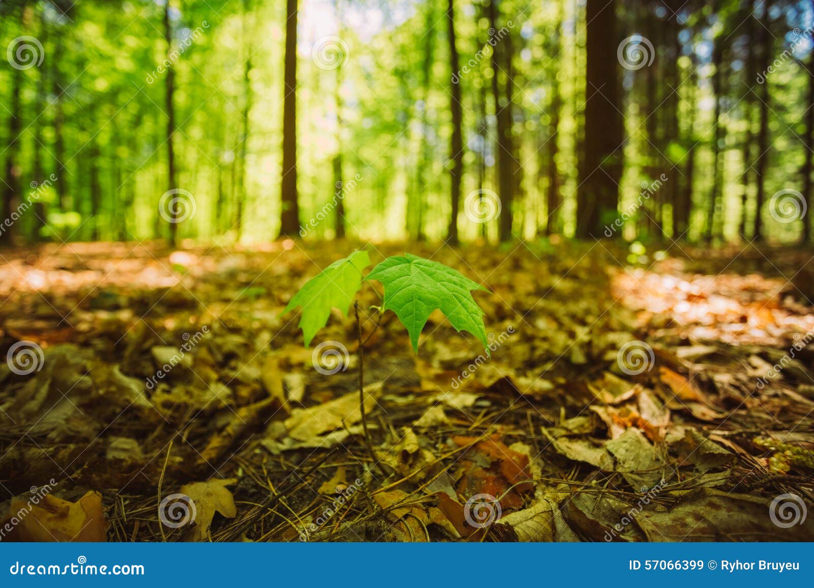 Young Maple Tree Way through Last Year S Leaves in Stock Image - Image ...