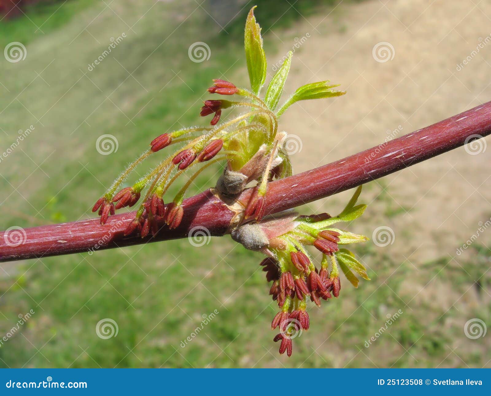 Young Maple Twig with Red Catkins Stock Photo - Image of grass ...