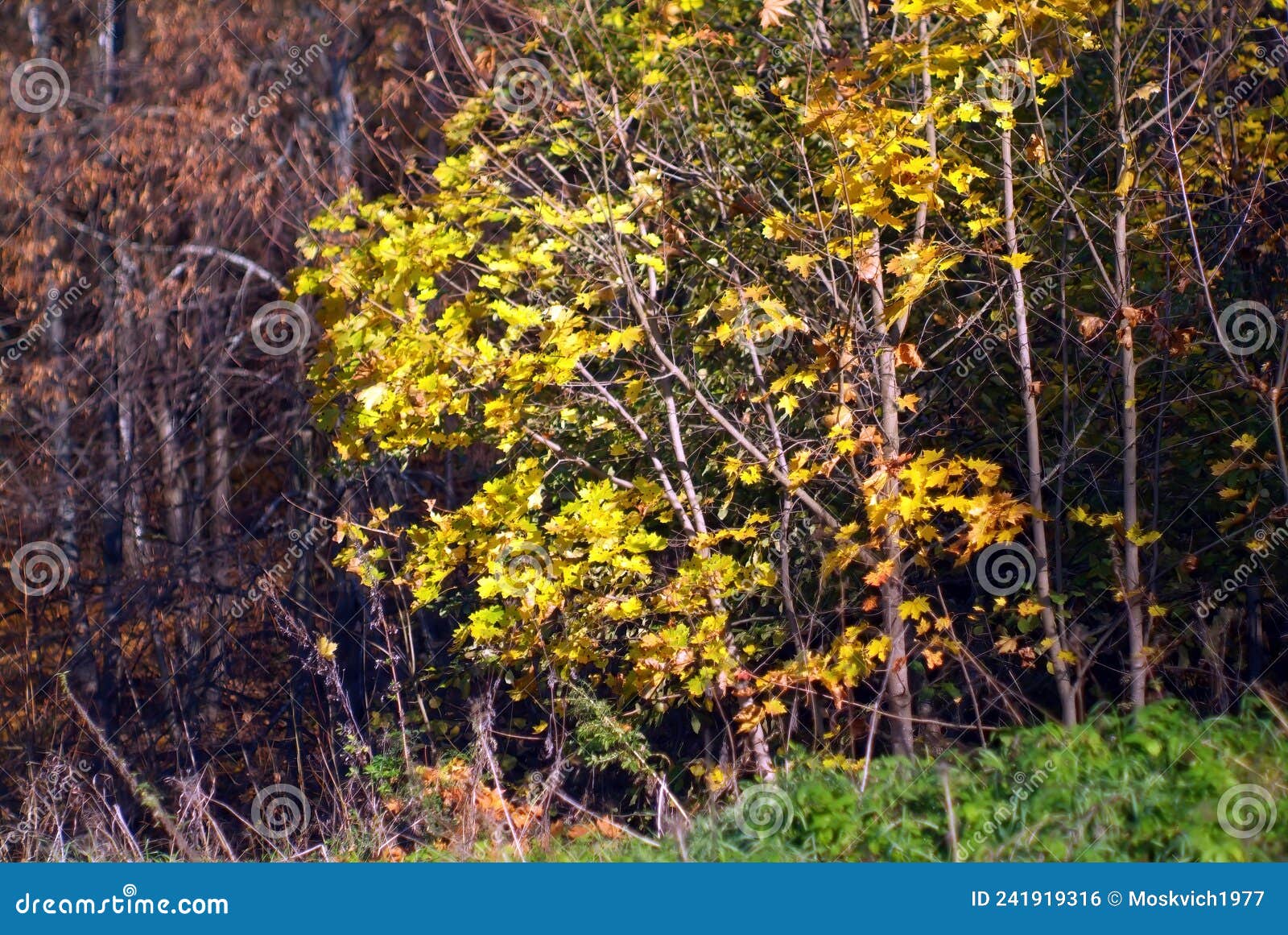Young Maple with Yellow Leaves in the Forest Stock Photo - Image of ...