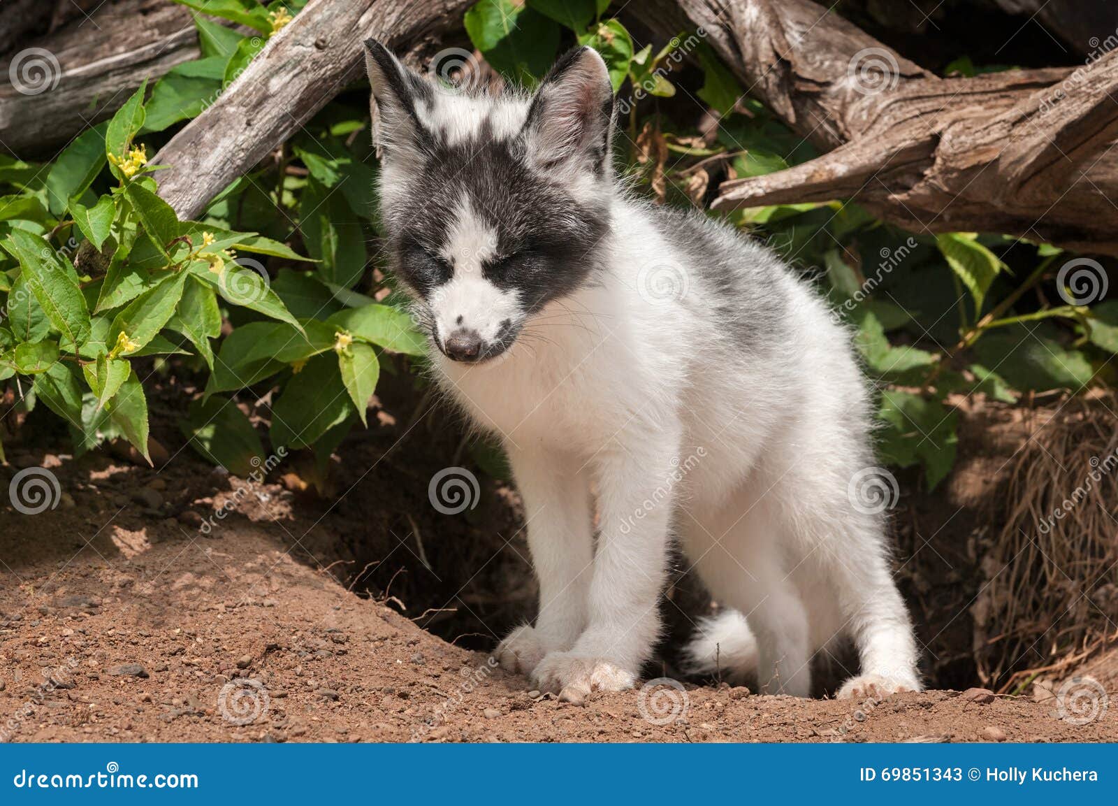 Marble Fox