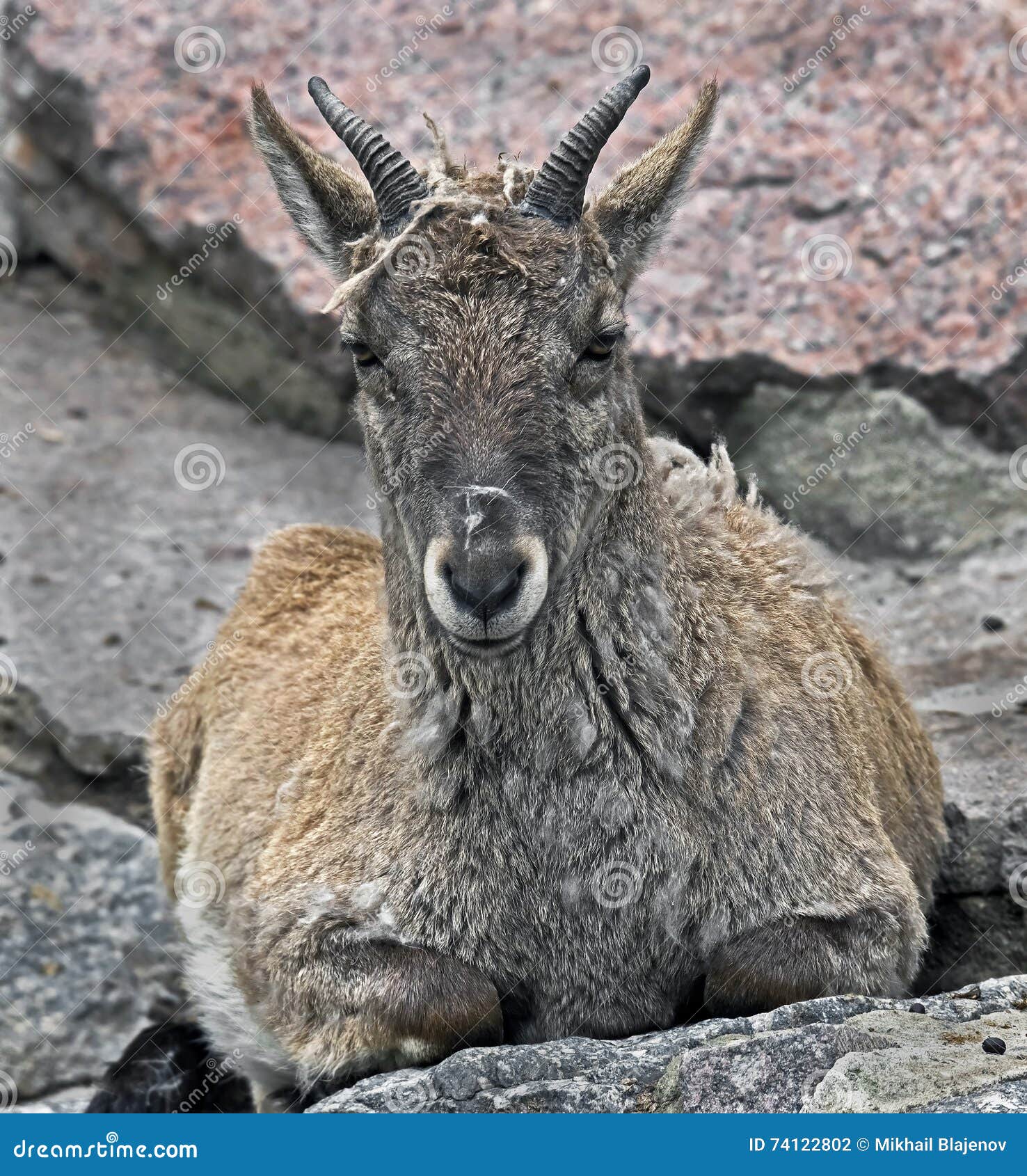 Young markhor 3 stock photo. Image of rock, herbivore - 74122802