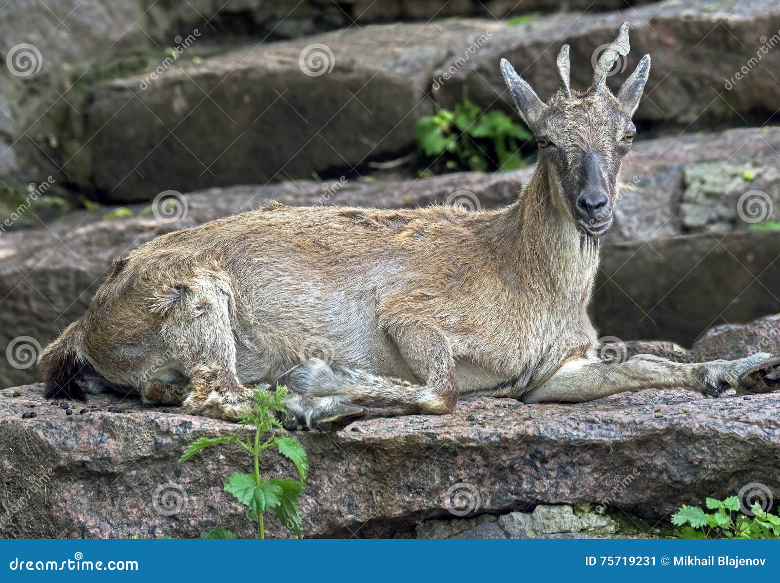 Young markhor 5 stock image. Image of prudent, view, ruminant - 75719231