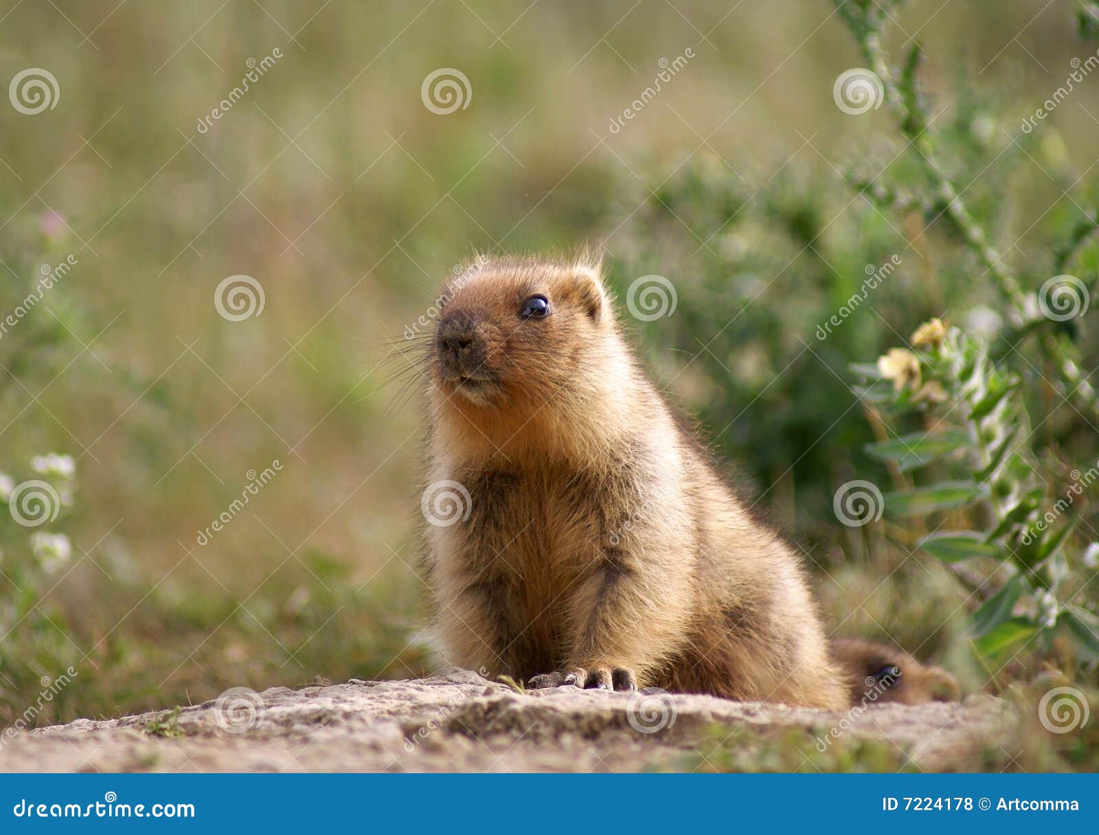 Young marmot stock photo. Image of watching, land, brown - 7224178