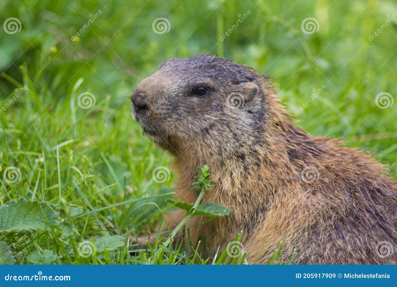 Marmot portrait stock image. Image of forest, mammal - 205917909