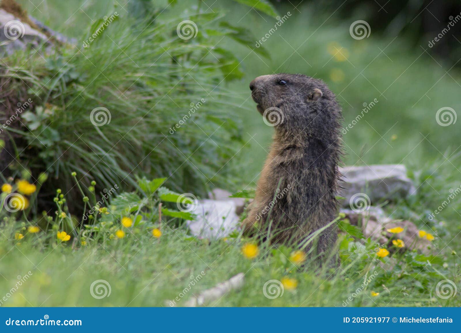 Marmot portrait stock image. Image of friendly, face - 205921977