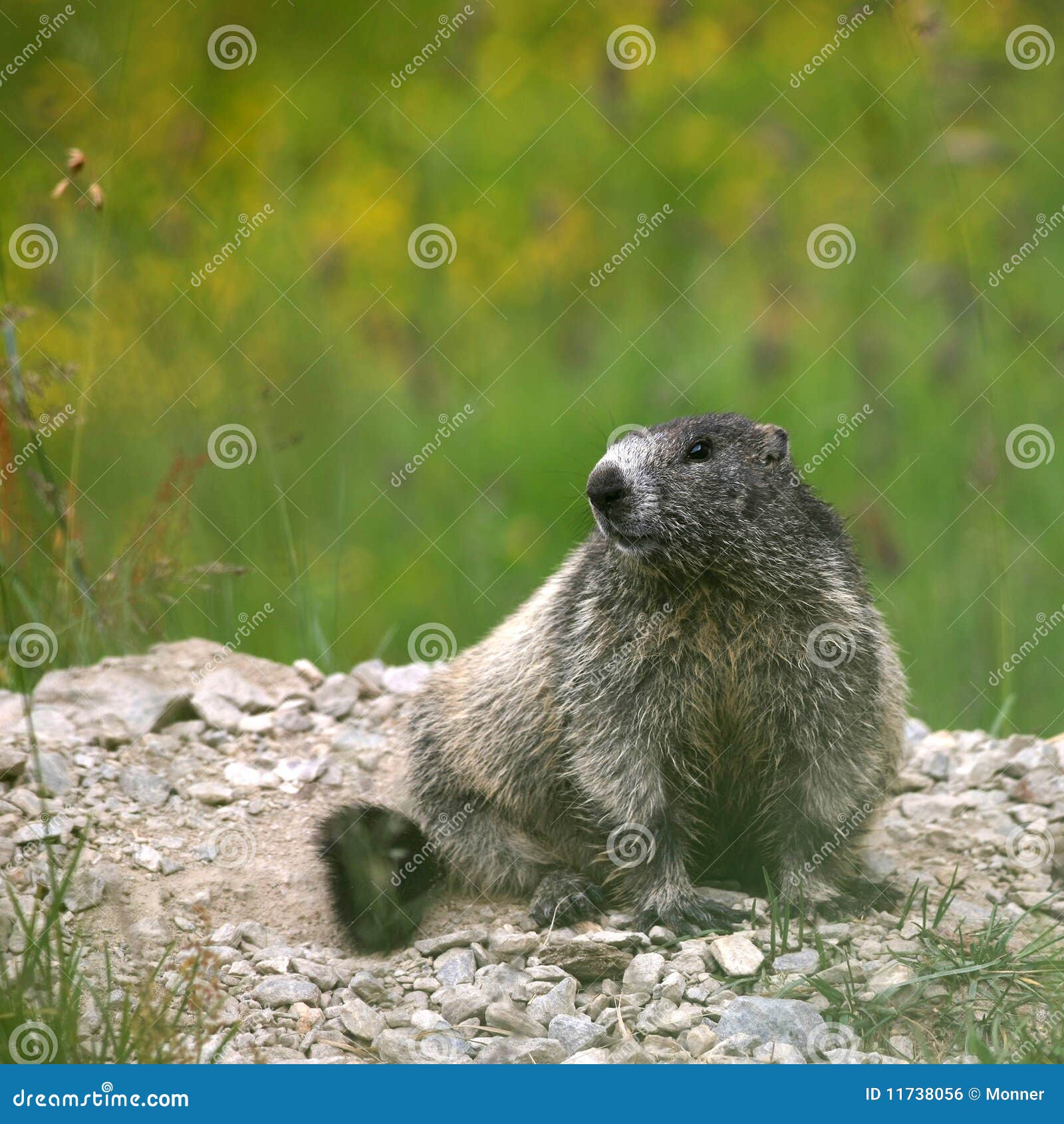 Young marmot sitting stock photo. Image of marmota, environment - 11738056