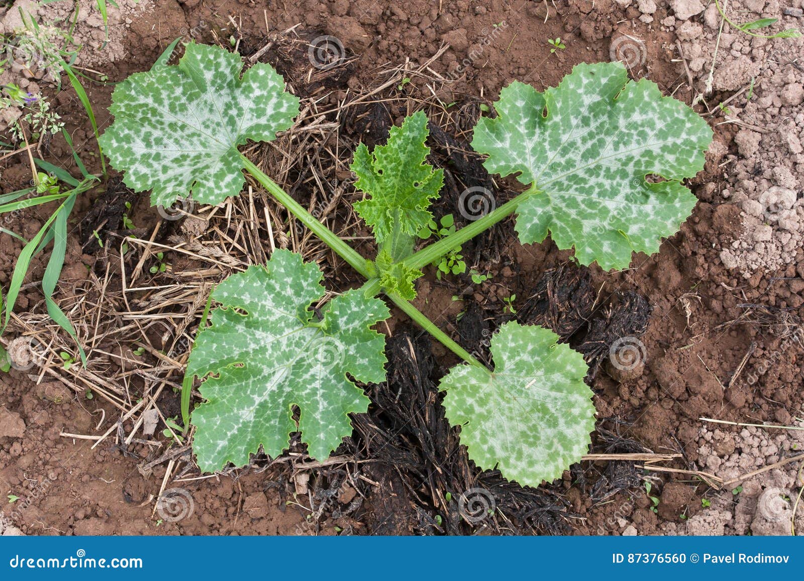 Young Marrow Squash in Vegetable Garden Stock Photo - Image of ...
