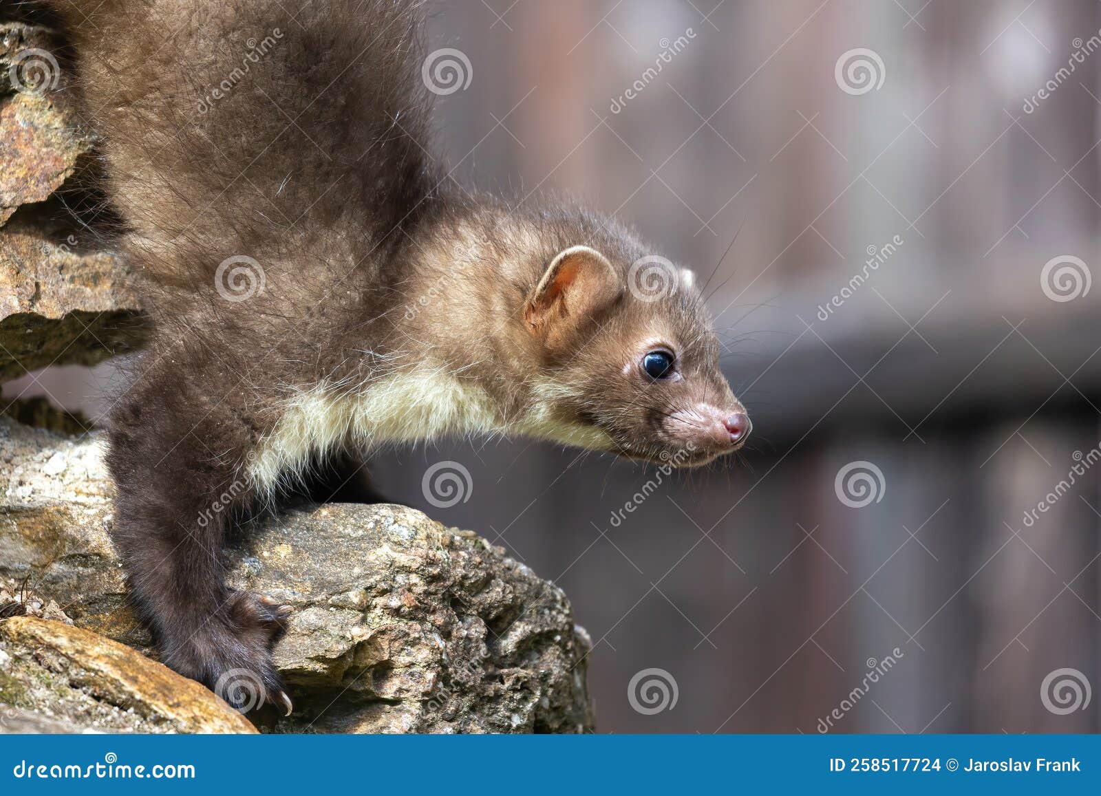 Young Marten is Posing on a Stone Wall Stock Photo - Image of nature ...