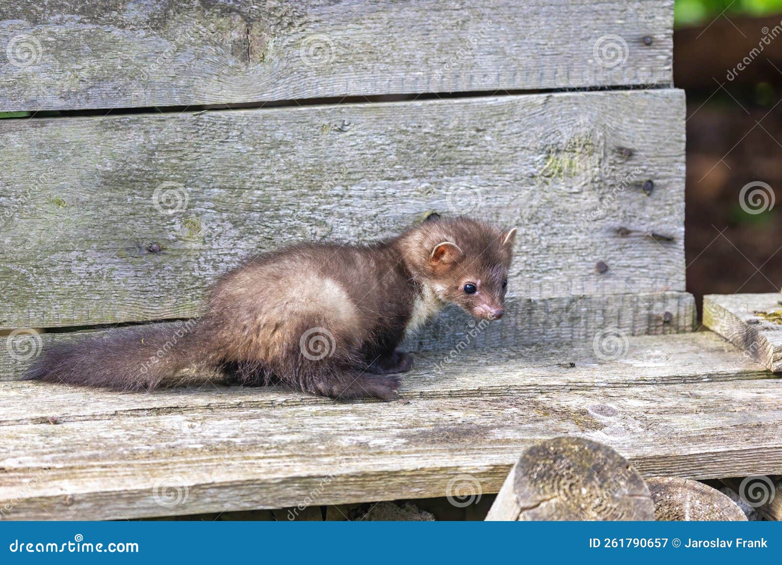 Young Marten is Posing on an Wooden Building Stock Image - Image of ...