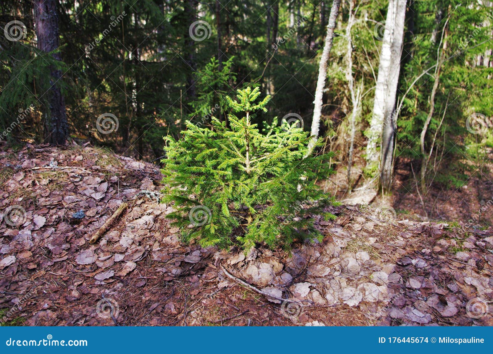 Young X-mas Tree. Small Spruce Growing Stock Photo - Image of autumn ...