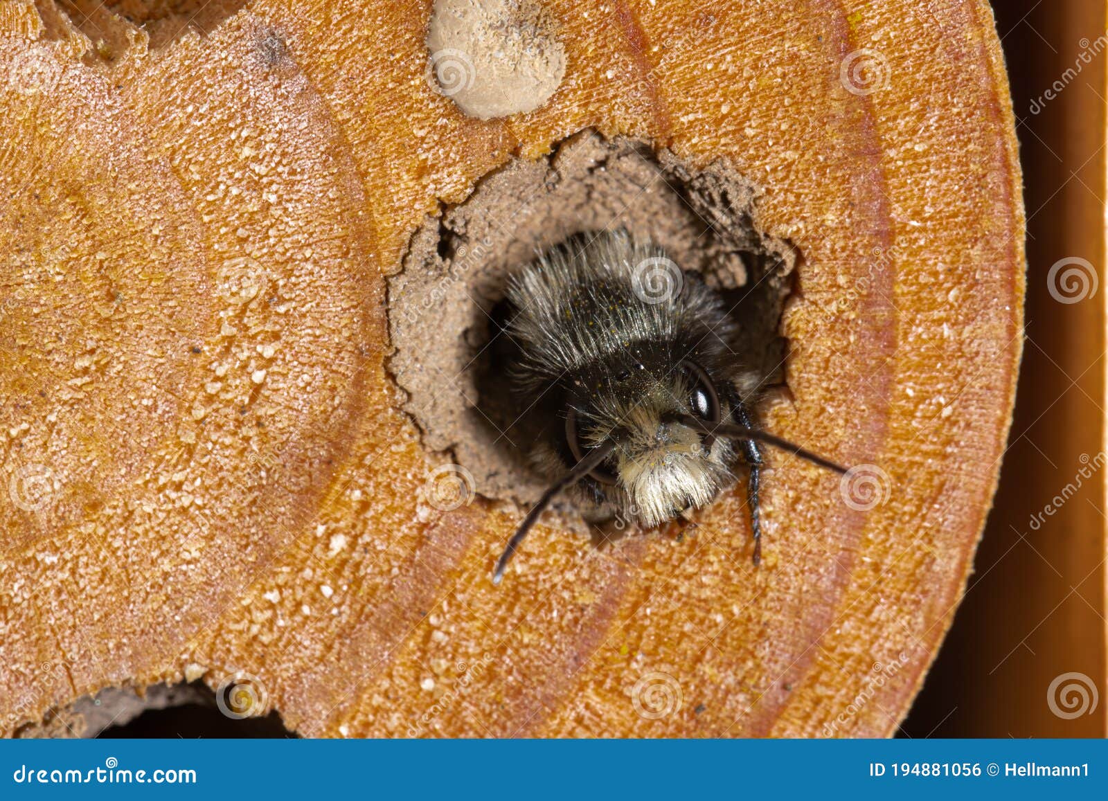 Young Mason Bee Emerging in Spring Stock Photo - Image of home ...