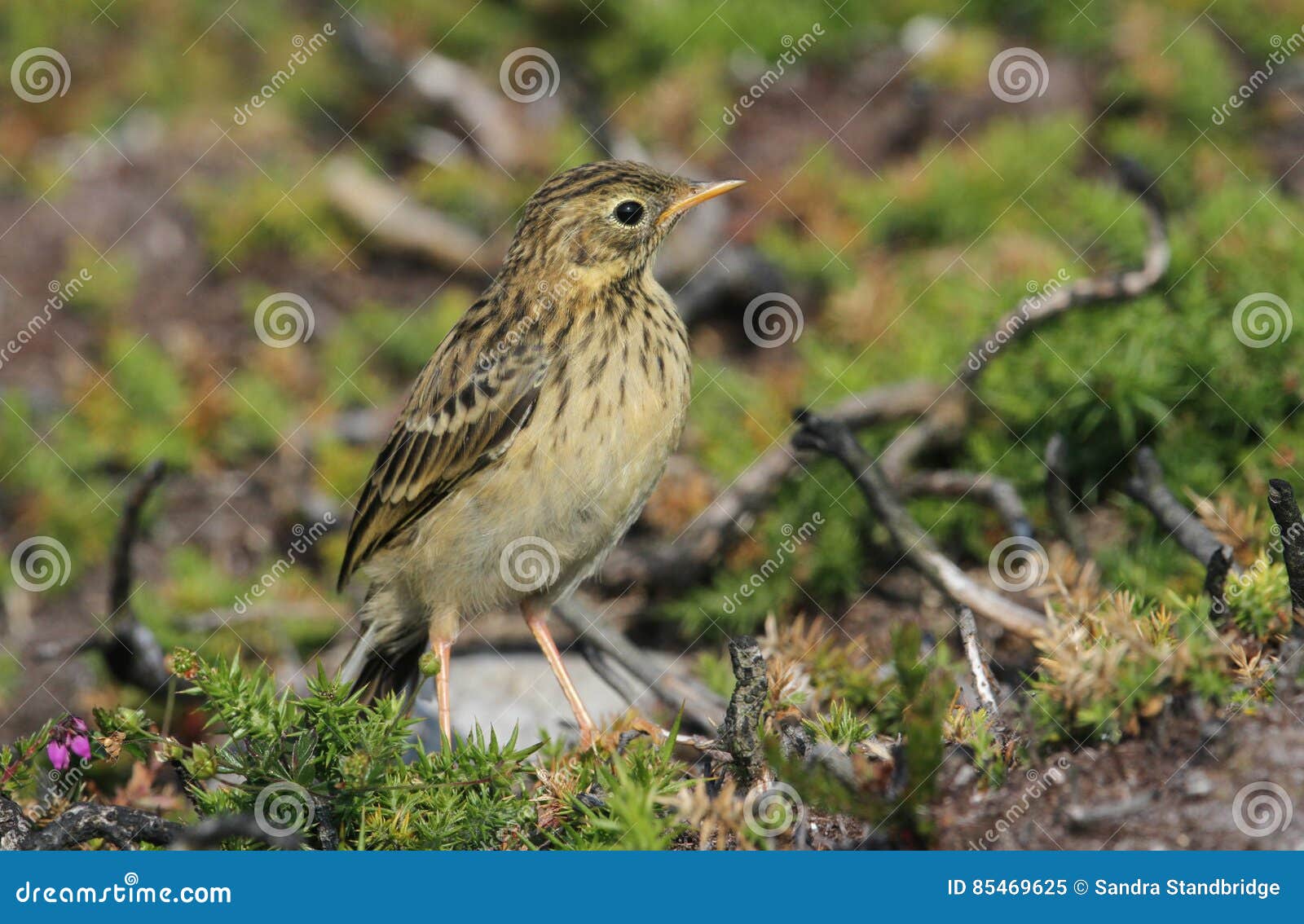 A Young Meadow Pipit Anthus Pratensis. Stock Image - Image of outdoors ...