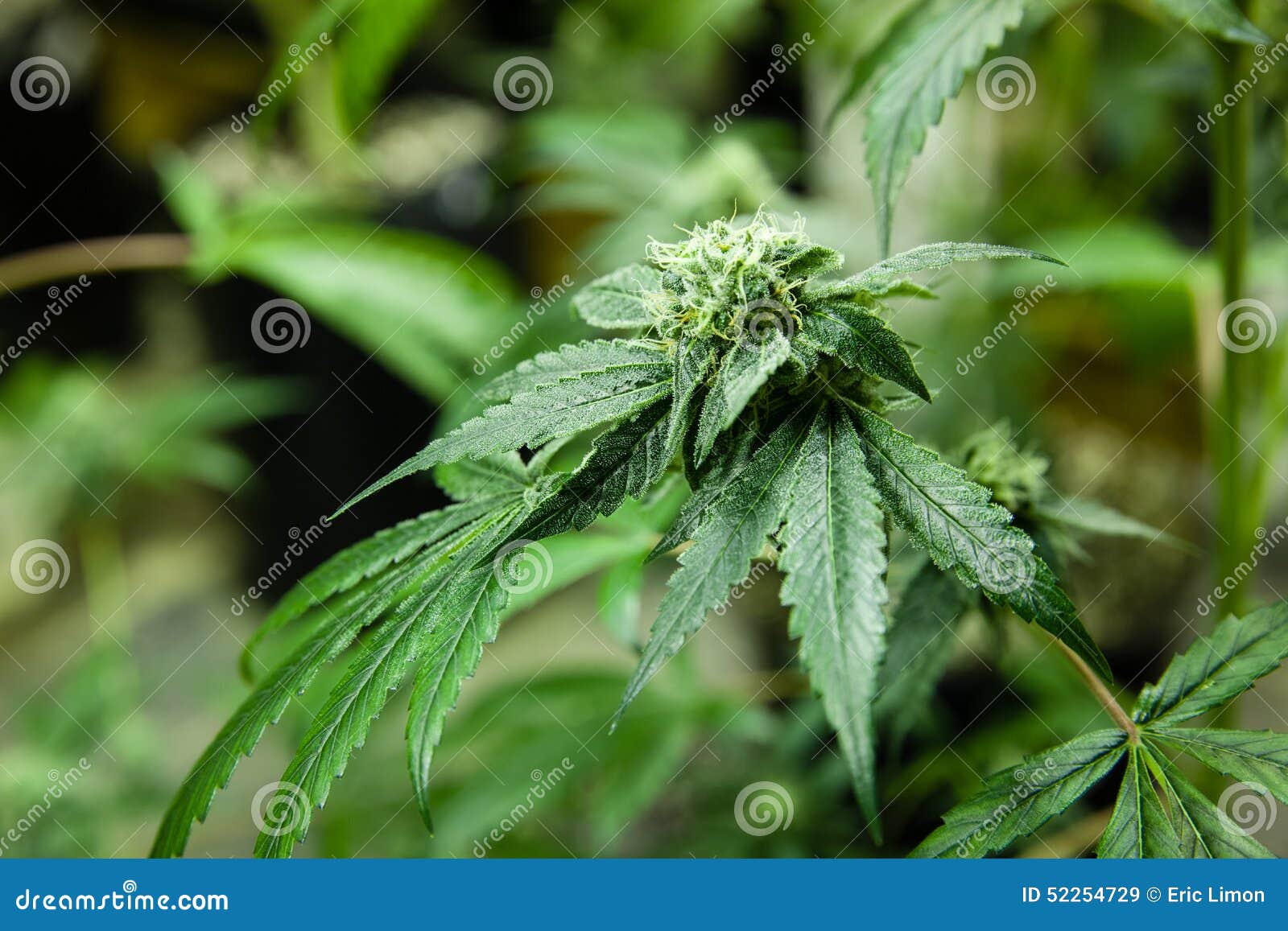 Marijuana Plant Stock Photography | CartoonDealer.com #24915530