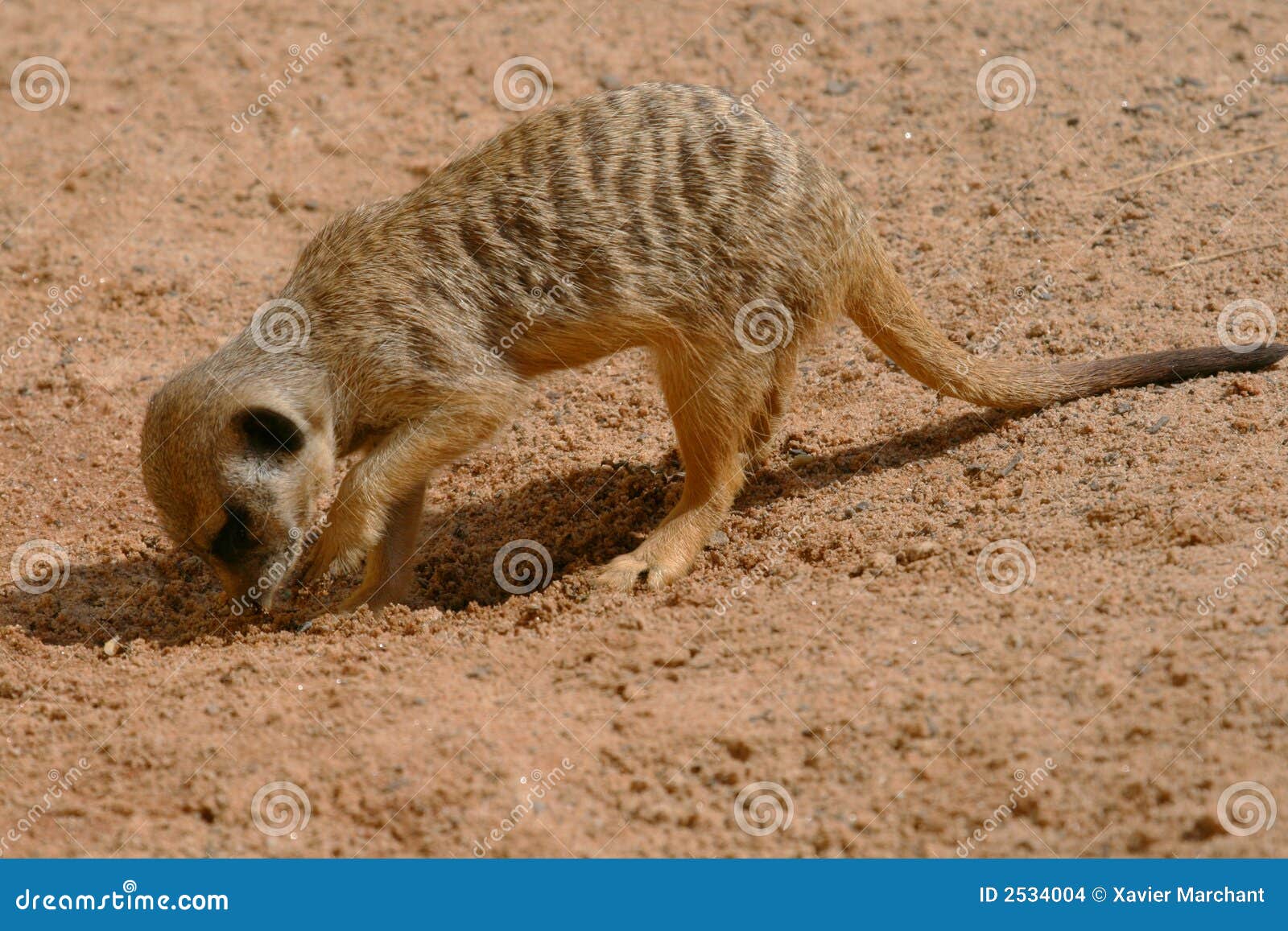 Young meerkat digging stock photo. Image of texture, male - 2534004