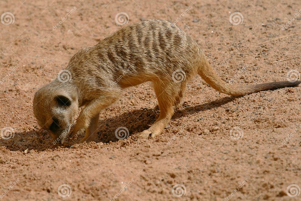 Young meerkat digging stock photo. Image of texture, male - 2534004