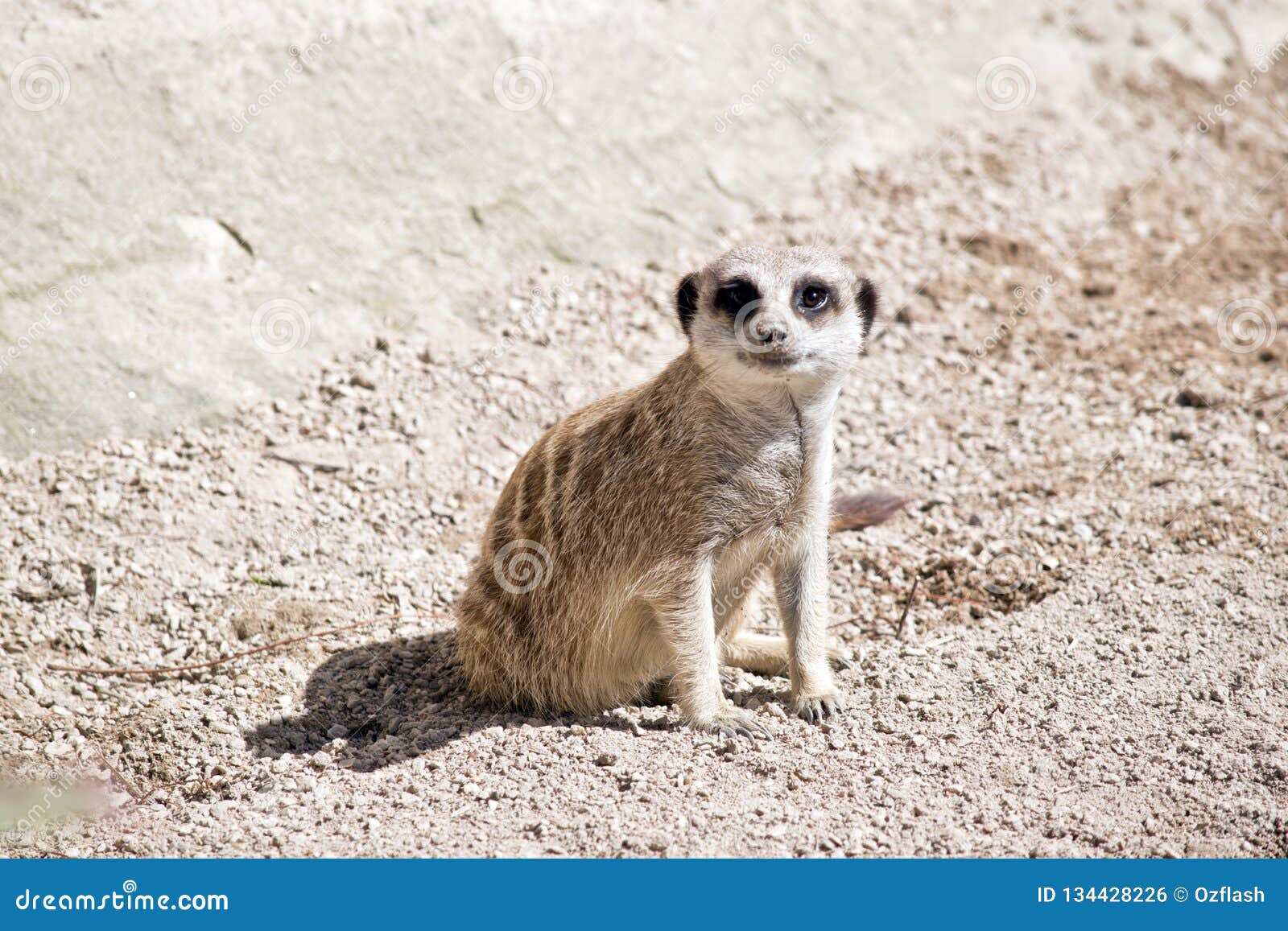A young meerkat stock photo. Image of brown, suricate - 134428226